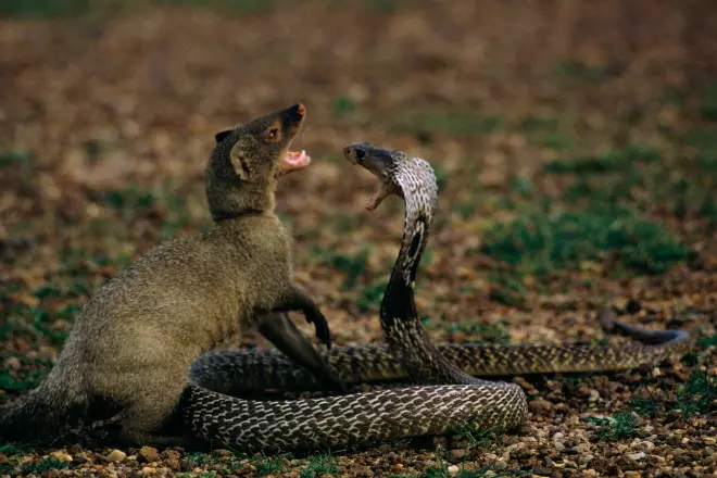 Bitwa na parkingu Mongoose vs Cobra: epickie losowe starcie wideo