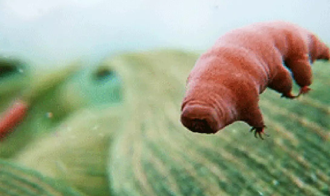 Tardigrades kom seg veldig sakte. Ja, dette er naturlig - tenk deg å våkne fra søvn, så lenge som tretti år.