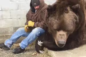 Un gentile boscaiolo ha consolato un enorme orso abbracciandolo in modo fraterno