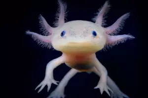 10 incredibili creature sottomarine le cui abilità sfidano ogni spiegazione