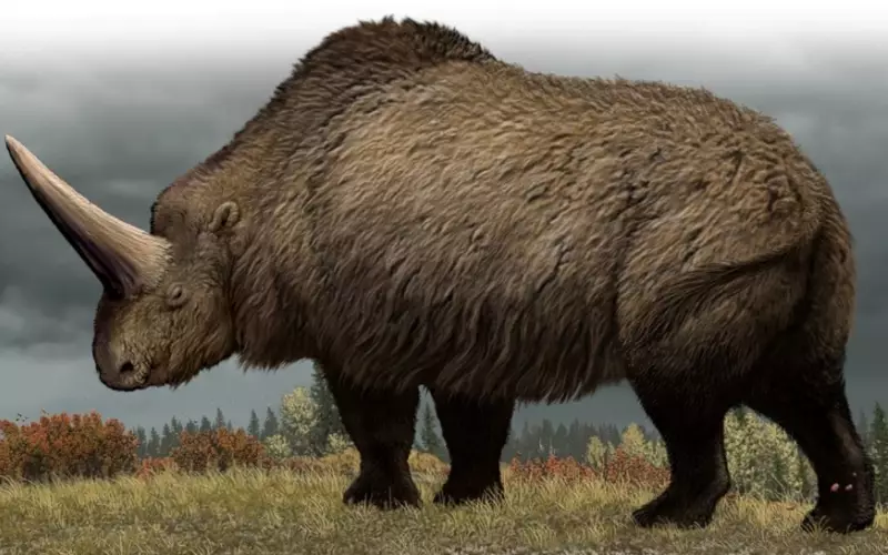 अध्ययन को प्रमुख, आंद्रेई Shpansky को अनुसार, हड्डीहरु पहिले Elasmotherium को सबैभन्दा ठूलो नमूना संग सम्बन्धित थियो। सम्भवतः, यो एक धेरै पुरानो र ठूलो पुरुष थियो। दुर्भाग्यवश, यो जनावर को व्यक्तिगत उमेर निर्धारण गर्न असम्भव हुन जान्छ, किनकि यसको जबडा मा दाँत संरक्षित थिएन।