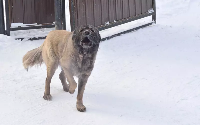 Hvordan hundene våre snakker til oss 5694_2