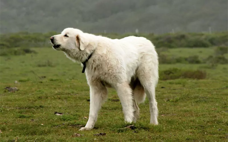 Størrelse Selv med kroppen kan hunden vise deg sin nåværende tilstand. Redd vil hun prøve å bli så liten som mulig. En bøyd rygg, en hale presset mellom potene og små skritt - hunden er på randen av flukt. Trygg posisjonering på alle fire poter, utstående bryst og hevet hode øker visuelt hundens kropp og snakker om dens dominerende og villighet til å stå opp for seg selv.