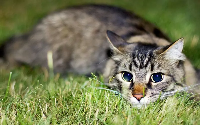 Dieren Hast alle bisten kinne fan tefoaren witte oer waarferoaringen. Yn 'e natuer is it de muoite wurdich omtinken te jaan oan it gedrach fan fee: kij sille bygelyks taflecht sykje sykje lang foar it begjin fan in stoarm. Thús kin in gewoane kat as barometer tsjinje, ek gefoelich foar feroaringen yn druk.