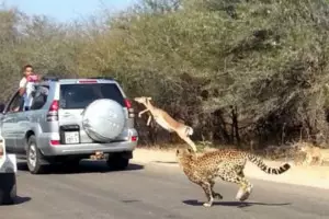 Angscht Antilope ass aus Gepard am Tourist Auto geflücht