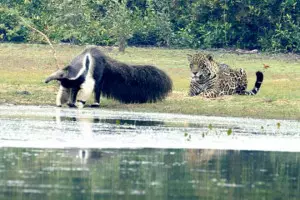 Antiant Giant kouri dèyè jaguar la pè ale e li te vin yon etwal