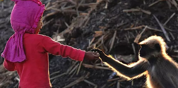 Umuhungu yabaye inshuti magara yumuryango w'inguge