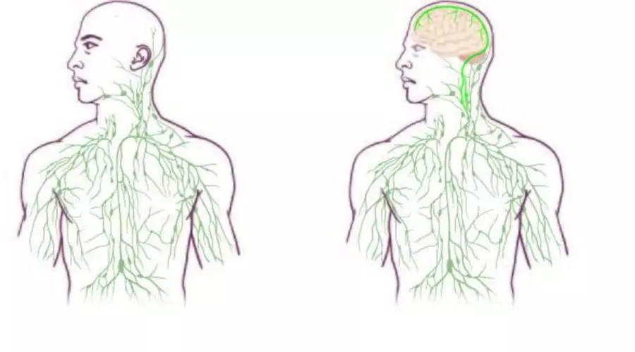 Jirgin ruwan Lymphatic na Ƙwaƙwalwa Jikin mu ya cika da ƙananan capillaries - tasoshin lymphatic. Ana buƙatar su don yaƙar kamuwa da cuta kuma ta wurin su ne ake aiwatar da cire matattun sel. Tsawon ƙarnuka, masana kimiyya sun ɗauka cewa kawai kwakwalwa ba ta da wannan haɗin kai tsaye da tsarin garkuwar jiki. Koyaya, a ƙarshen 2015, gwaje -gwajen gwaje -gwajen sun nuna tsarin ƙwayoyin lymphatic microscopic a cikin kwakwalwa da kanta. Masana kimiyya suna fatan wannan binciken zai taimaka mana mu fahimci faruwar irin waɗannan munanan cututtukan da ba su da daɗi kamar cutar Alzheimer da mahara mai yawa.