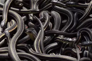 They swarm from all sides: what a real snake apocalypse looks like