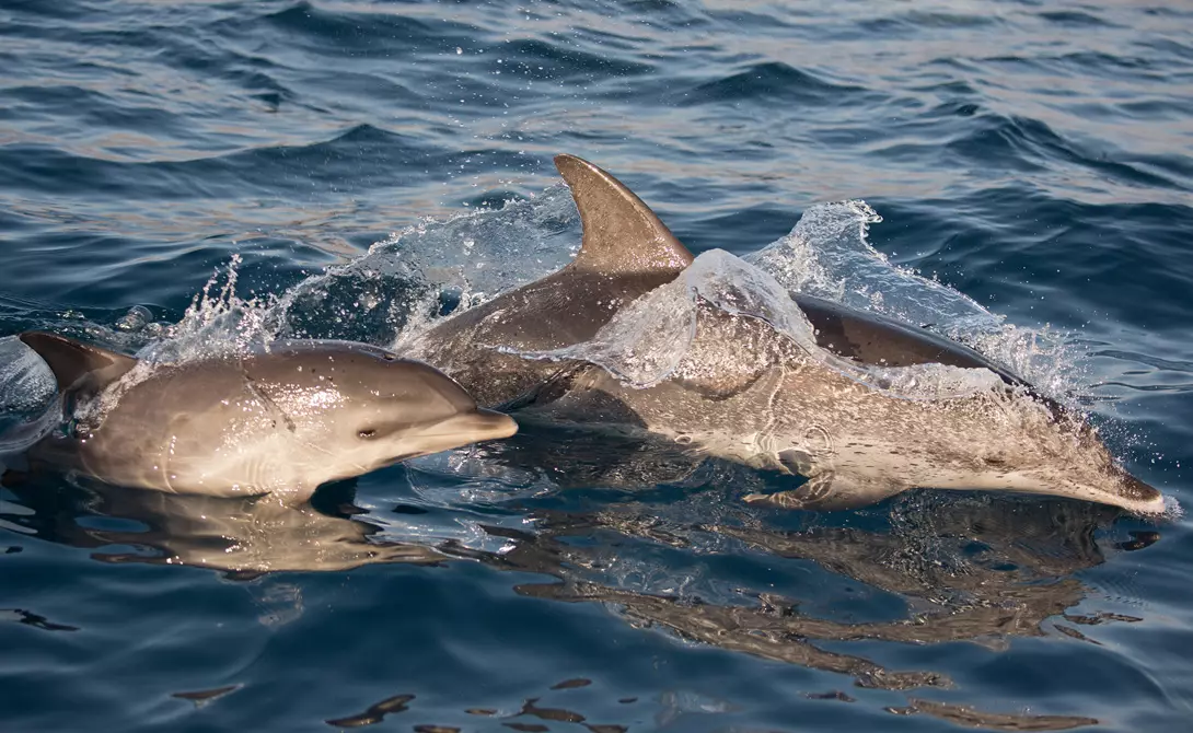 Kahadlok ug ngil-ad nga mga tinago sa mga dolphins