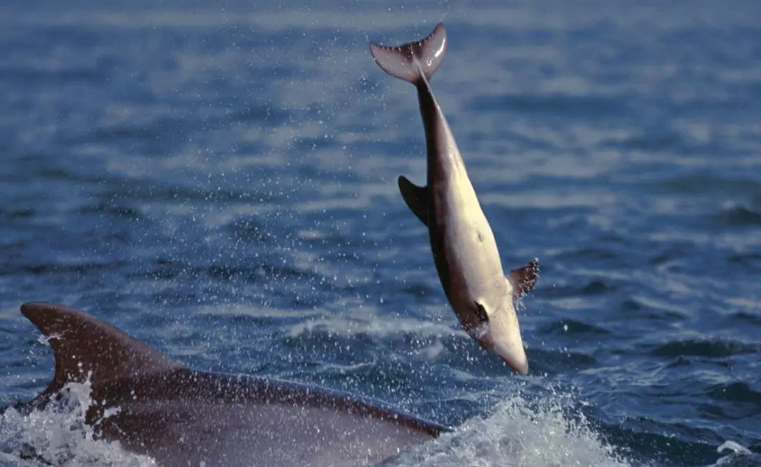 Ozi a nwetara gbagwojuru ndị nyocha ahụ anya. A na -ele dolphin anya dị ka ihe okike kachasị mma - dịka o siri pụta, onye ọ bụla nwere akụkụ gbara ọchịchịrị nke ha.