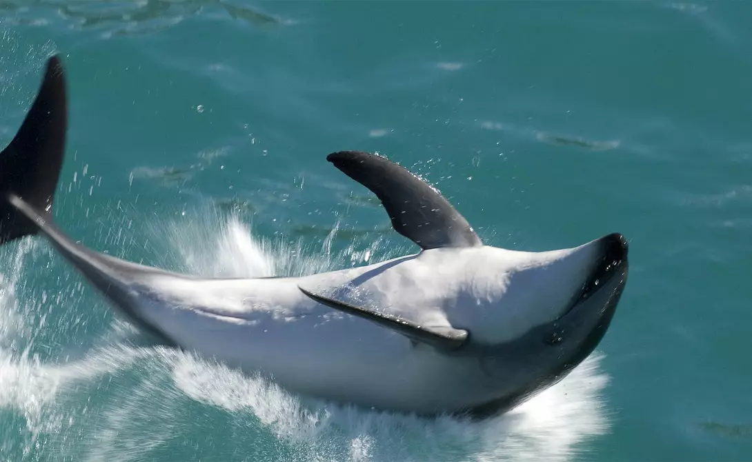 To z kolei przyspiesza chów wsobny. Na przykład badanie Shark Bay Pack wykazało, że delfiny praktykują kazirodztwo – i robią to dość często.