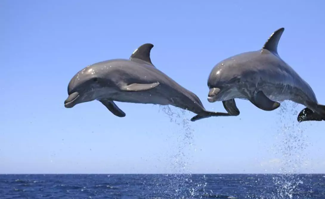 Ndị ọkà mmụta sayensị wepụrụ otu dolphin n'ìgwè atụrụ, mgbe ọnwa ole na ole gachara, mepụtaghachi akara ụda ya maka ndị fọdụrụ n'ime ọdọ mmiri ahụ. Ha malitere ịchọ isi mmalite ya - na -achọpụta na ịpị esighị n'aka nwanne nwoke furu efu, mana site na ndị na -ekwu okwu, ha enweghịzi mmasị.