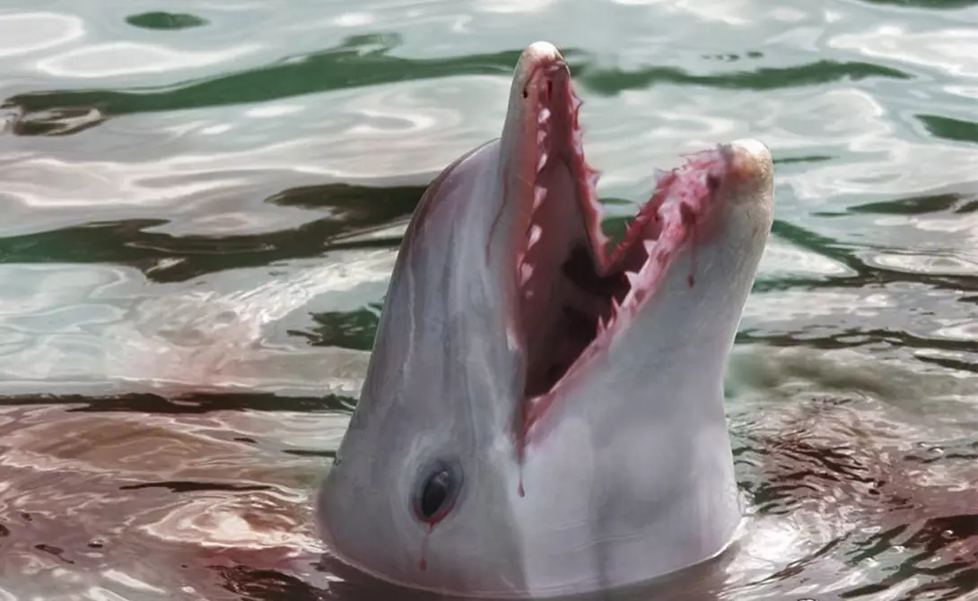 Delfiny są bardzo mądre. Podobnie jak ludzie, mogą być życzliwi – albo źli. - Richard Connor, dyrektor generalny The Dolphin Research Alliance.