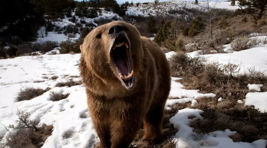 Game of the Dead Om det är värt att låtsas vara död framför en björn är en diskutabel fråga. Detta kommer (troligtvis) att fungera med en brun björn eller grizzly, men för en svart björn kommer det bara att ge en ännu lättare middag. Om du bestämmer dig för att låtsas, ligga med ansiktet nedåt, täck baksidan av ditt huvud med händerna. Täck ditt ansikte med dina armbågar, björnen kommer förmodligen att försöka vända dig med näsan. Tänk på: om björnen redan börjar slicka dig eller bita dig lite är det dags att gå upp och slå tillbaka. Det kommer bara att bli värre från och med nu.