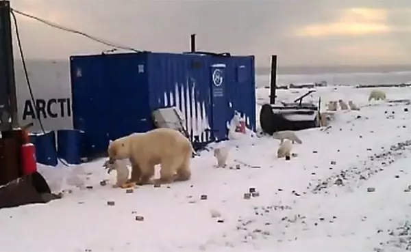 L'orso polare ha trasformato un normale villaggio in un territorio di caccia