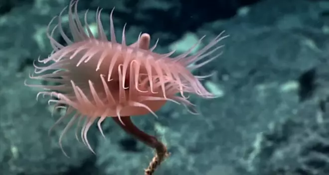 Le forme di vita più incredibili trovate nelle profondità dell'Oceano Pacifico