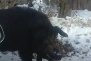 Një derr i madh i trembi banorët e Perm