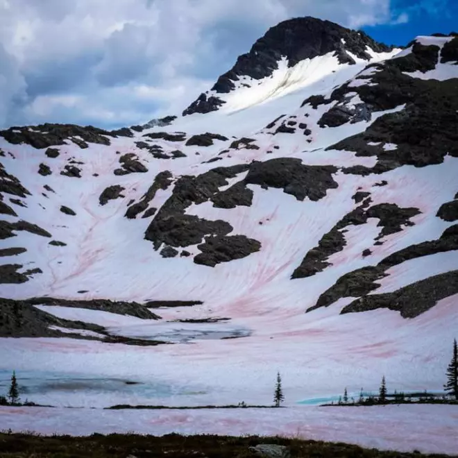 Watermelon snow: the dangerous beauty of an amazing miracle of nature