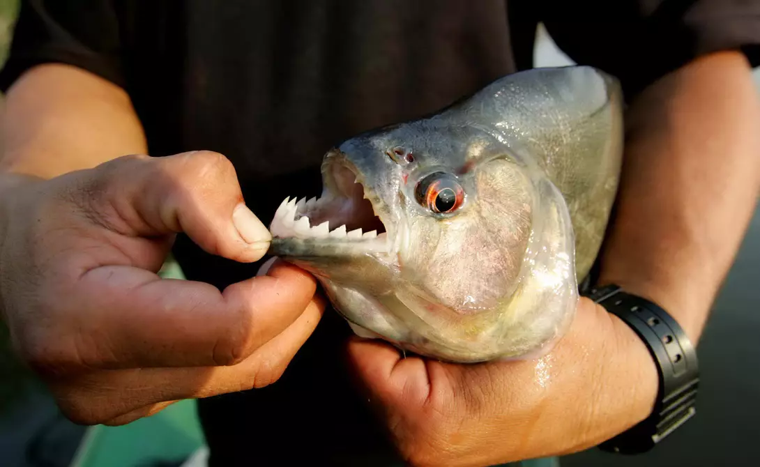 Cá piranha Hàm dưới của cá piranha nhô mạnh về phía trước. Những chiếc răng hình tam giác sắc nhọn nhất mọc theo cách mà khi cá khép hàm lại, những chiếc răng trên sẽ rơi chính xác vào những khoảng thời gian của những chiếc răng dưới. Điều này cho phép kẻ săn mồi cắt rời từng miếng thịt của nạn nhân bất hạnh theo đúng nghĩa đen. Ngoài ra, cá piranha có thể cắn rất nhanh: một đàn săn mồi này gặm xương một con trâu chỉ trong vòng 15 phút.