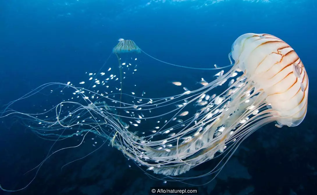 Jellyfish Jellyfish nke ọtụtụ ụdị maara ka esi agbapụ nematocytes iji chebe onwe ha pụọ ​​na mwakpo, ma ọ bụ na ntụzịaka ahụ, iji jide anụ. Nematocytes ndị a bụ ihe nrụpụta cellular pụrụ iche nke na -arụ ọrụ dị ka obere harpoons mgbe a na -agba ọkụ. Ụfọdụ na -enye mwakpo na -egbu egbu ọzọ. Na mkpokọta, enwere ụdị jellyfish iri na ise dị ize ndụ nye mmadụ. Ihe iyi egwu na -egbu egbu bụ nzukọ ya na Chironex fleckeri, nke ruru kilogram na ọkara, na tent tent ya na -egbu egbu gbatịrị ruo mita atọ.