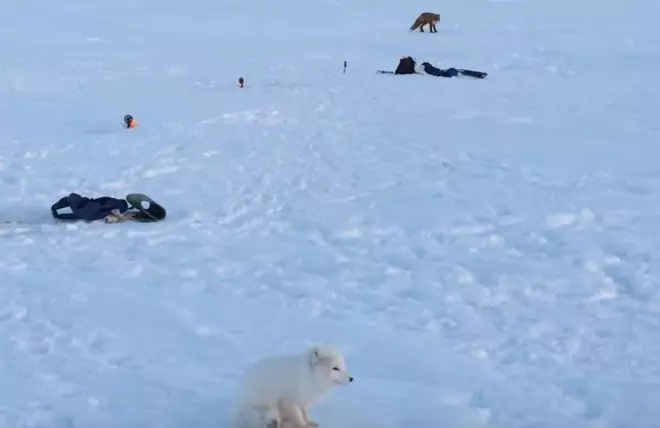 Le renard arctique est de retour. Le héros de Yamal est revenu chercher de la nourriture et a amené sa petite amie