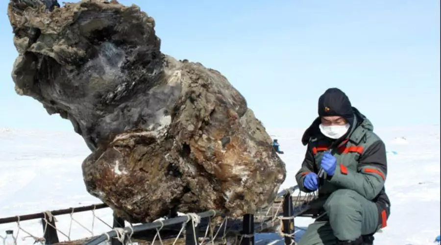 マンモスマンモスの死骸は氷の中に完全に保存されています。これにより、科学者は驚くべき発見をすることができました。マンモスの血液は低温（摂氏-15度まで）でも凍結せず、動物が寒さの中で生き残るのに役立ちました。