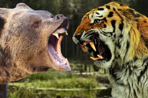 Por que un oso é máis forte que calquera león e tigre