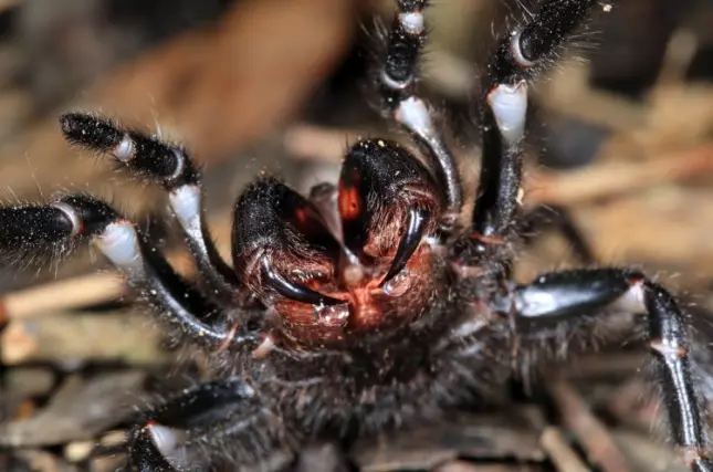 Kreation aus Albträumen. Australiens größte Spinne