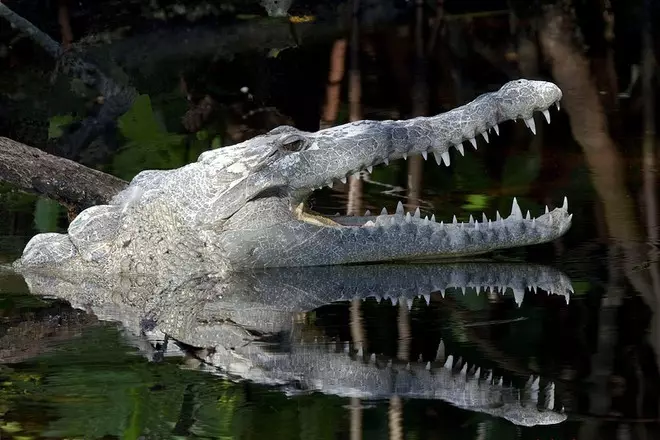 El ladrón que huía de la policía se cayó al río y se peleó con cocodrilos