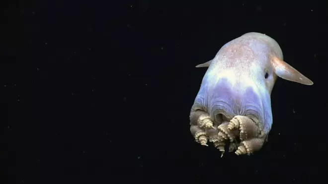 hwn-cute-little-guy-is-a-dumbo-octopus-the-deepest-dwelling-octopus