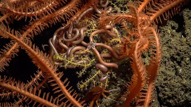 in-this-image-you-can-can-see-a-tiny-snake-star-around-by-the-spiny-arms-of-large-sea-stars-coiled-among-the-branch-of-a- ਕੋਰਲ-ਦੀ-ਡੂੰਘਾਈ -1315-ਫੁੱਟ