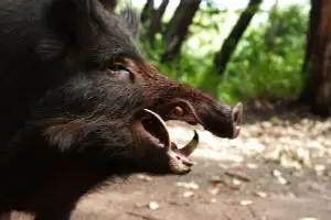 Wild boar: a born fighter from the depths of the forest