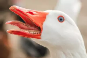 Zvířata, která navždy změnila osud lidstva