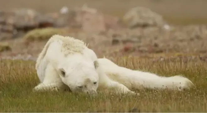 Un ours polaire mourant de faim filmé