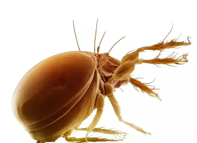 Ticks Laanu, ko si ẹnikan ti o ni aabo lati awọn ami si akara. Awọn kokoro wọnyi ngbe ni alikama ati awọn irugbin miiran. Ro pe o n gba amuaradagba ọfẹ pẹlu gbogbo nkan akara.