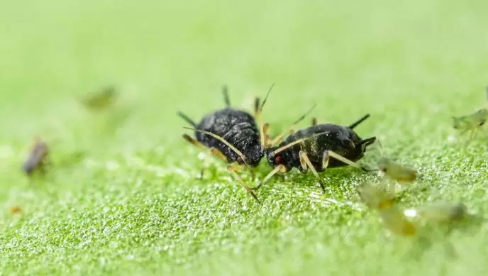 Weevils But weevils are generally unrealistic to see. The smallest insects hide very deftly in peas and beans and then travel up your esophagus. Bon Appetit!