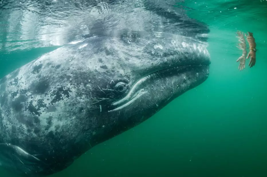 Turista e balena Thomas Peshak La laguna di San Ignacio è un luogo di sosta preferito per le balene grigie. Un tempo i pescatori avevano paura di queste enormi creature, oggi trasportano i turisti su barche che vogliono toccare con mano il miracolo della natura.