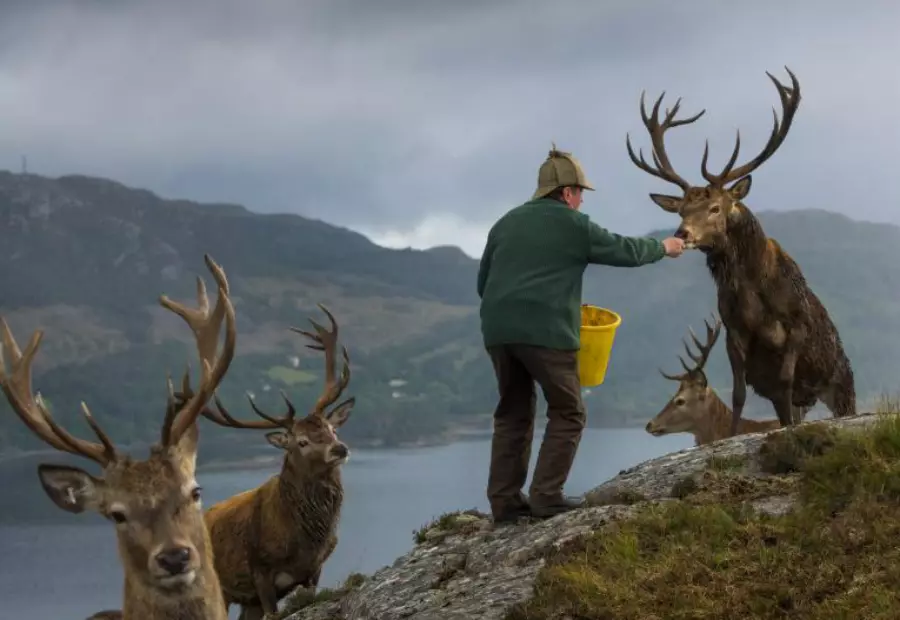 Dare da mangiare alle renne Jim Richardson Colin Murdoch, uno dei Rheraig Wildlife Sanctuary vicino a Lough Carron, sta dando da mangiare alle renne. Centinaia di turisti vengono qui ogni anno in questo periodo dell'anno.