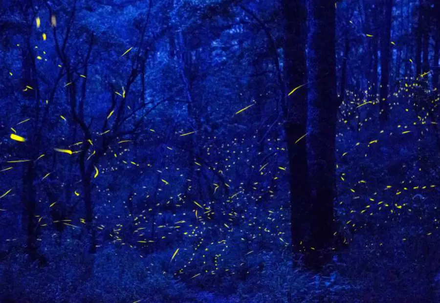 يبدو أن Fireflies Kirsten Lewis Santa Clara Sanctuary مليئة بالسحر الحقيقي. على الأقل في الليل ، عندما يستيقظون ويطيرون من تلقاء أنفسهم ، ستهرب الملايين من اليراعات.