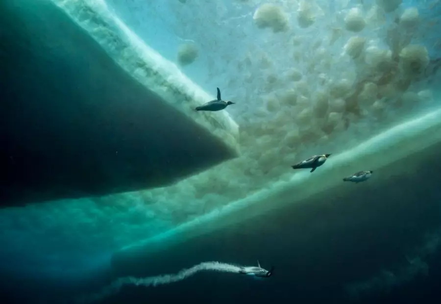 Penguin Hunt Lauren Ballesta Emperor penguins na -amaba n'oké osimiri ịchọ nri. Agba aja aja dị n'elu ha bụ microalgae na -arapara na ice mmiri.