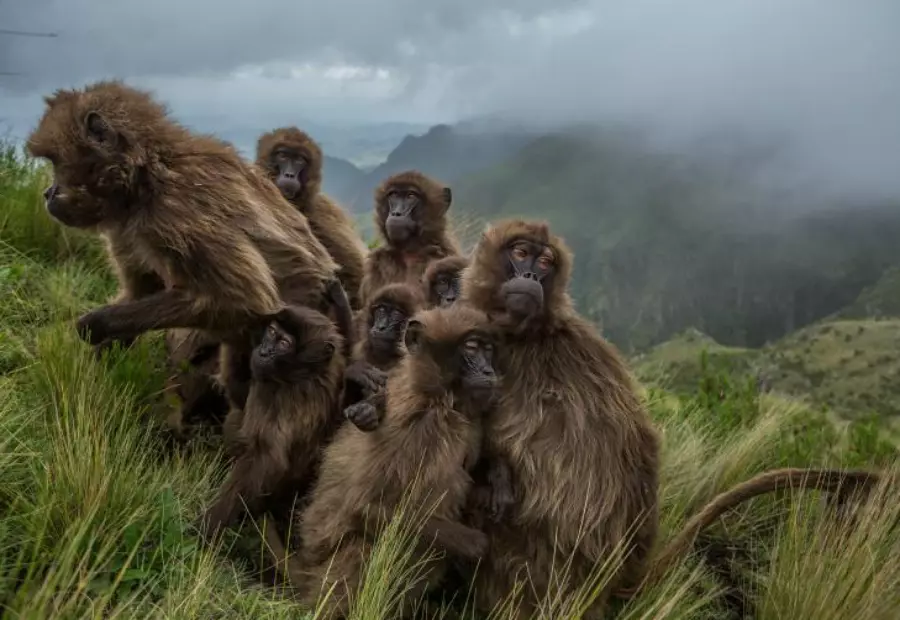 في الدفء ، يختبئ Jeffrey Kirby Geladas ، وهو نوع نادر جدًا من الرئيسيات ، في الغابة ، محاولًا الحفاظ على حرارة اليوم. عليهم أن يعملوا بجد طوال اليوم للحصول على السعرات الحرارية التي يحتاجونها من العشب والبذور.