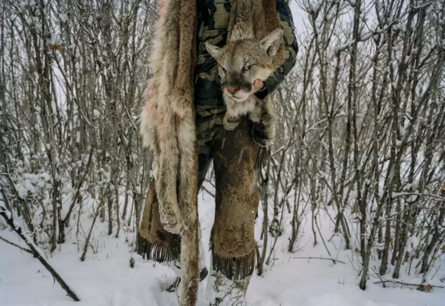 Il cacciatore David Cancelliere Il cacciatore porta la pelle di un leone di montagna proveniente dal sud dello Utah. Ogni anno, lo stato consente la distruzione di un certo numero di leoni di montagna. Questa misura è necessaria per preservare la popolazione di bestiame.