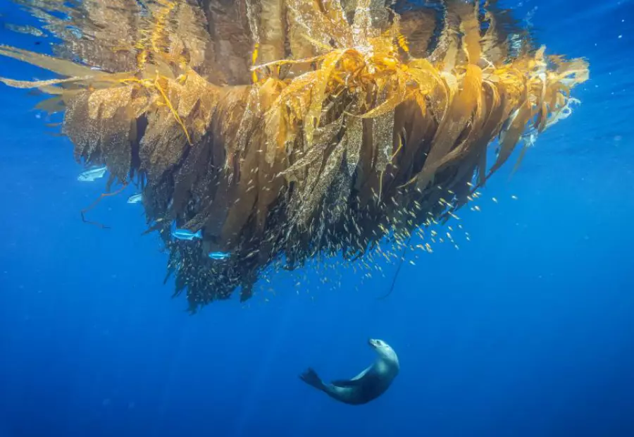 Leone marino Brian Scarry Un leone marino della California va a caccia di pesci a Cortez Bank. Sfortunatamente, c'è una caccia spietata per questa incredibile vita marina, e anche il comune locale approva la pesca.