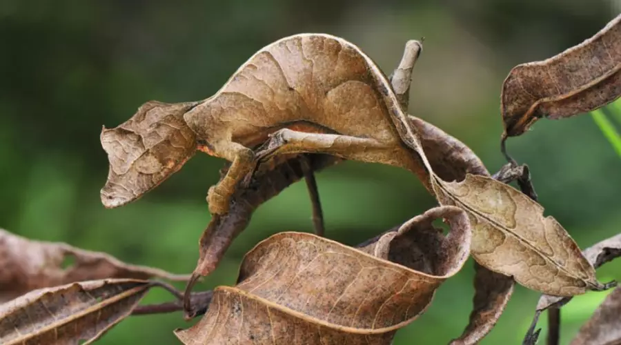 Gec-caleen caleen habeen leh Maskax-daboolkan aad bay u adag tahay in la ogaado. Cilmi -baareyaasha cilmiga bayoolojigu waxay sannado badan raadinayeen noocyo cusub oo geckos ah mana arki karaan kan midigta hortooda!