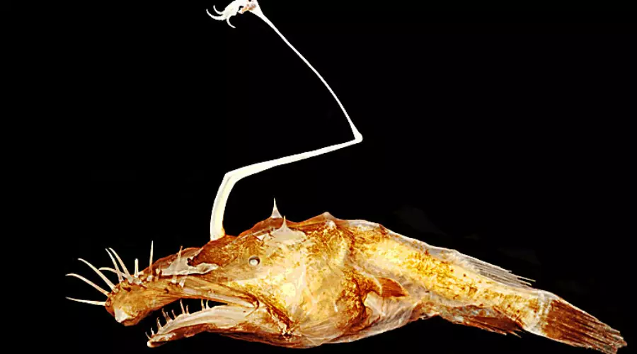 끔찍한 어부 심해 낚시꾼 물고기 자체가 과학자들을 놀라게 했으며 Lasiognathus dinema 다양성은 현상이 되었습니다. 육식 동물은 1.5km 깊이의 멕시코만에서만 발견되며 작년에만 발견되었습니다.