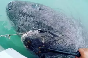 Ang pangingisda ay naging isang tunay na bangungot: isang sinaunang halimaw ay tumingin sa mga tao mula sa tubig