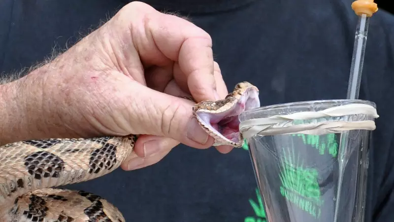 Snake Venom Collector Մասնագետն իր օրն անցկացնում է միայնակ վտանգավոր օձերի հետ ՝ ձեռքով թունավորելով նրանց գեղձերից: Չնայած անվտանգության լայնածավալ միջոցառումներին, միջադեպերն անընդհատ տեղի են ունենում: