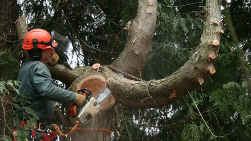 Logger Lile ati kuku iṣẹ a dupẹ. Lumberjacks ni lati ṣiṣẹ ni awọn igbo ti o nipọn, nibiti ko rọrun lati tọju ohun gbogbo. O jẹ eewu lati ṣiṣẹ pẹlu aake ati chainsaw, o jẹ eewu lati ma tọju abala igi kan, ati pe o tun jẹ eewu pupọ lati rẹwẹsi bii eyi lojoojumọ.