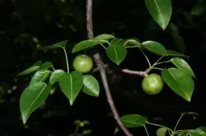 دنيا جو خوفناڪ plantوٽو مليو آھي